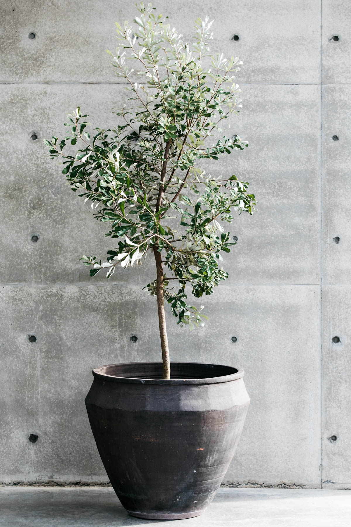 Artisan Exterior | Landare Correa Traditional Clay Pots